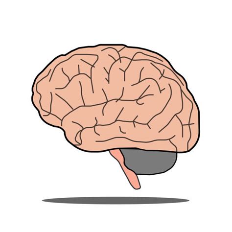 Brain Stem Cartoon Illustrations Royalty Free Vector Graphics And Clip Art Istock