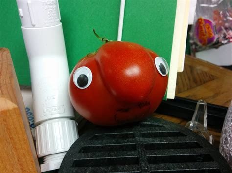 Tomato Tomatoe Scrolller