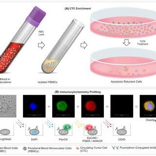 Schema Of Test Functional Enrichment Of CTCs Is Achieved Using A Download Scientific Diagram