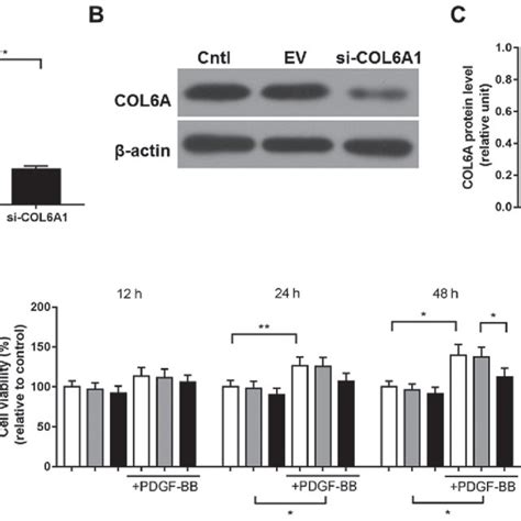 Col6a1 Knockdown Attenuated Cell Viability In Pdgf Bb Stimulated