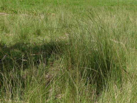 Landcarent Rats Tail Grass On The March