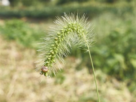 식물 가을강아지풀 식물 생물종 Bric