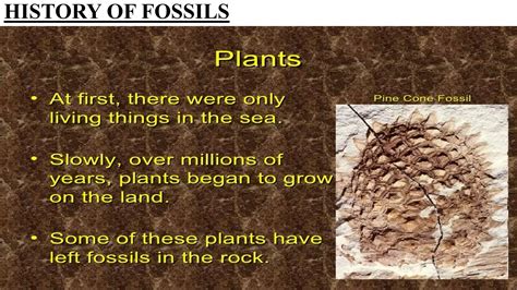 History Of Fossils Process Of Fossilization Pdf