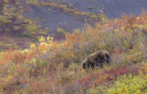 Grizzly Bear In Denali National Park Alaska In Fall Stock Image Image
