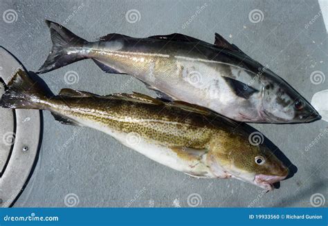 Pollock Haddock Cod At Naomi Marshall Blog