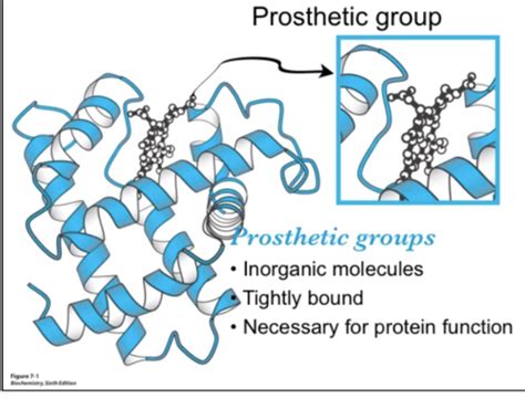 Protien Structure Primary And Secondary Flashcards Quizlet