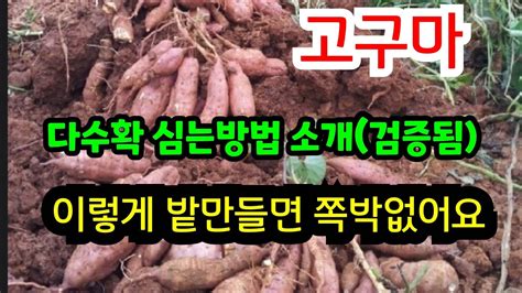 고구마 밭만들기 이렇게하시면 쪽박없어요 검증된 다수확 심는방법소개 고구마재배방법 Youtube