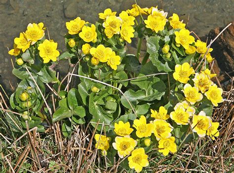 64 Common Yellow Wildflowers Pictures And Identification