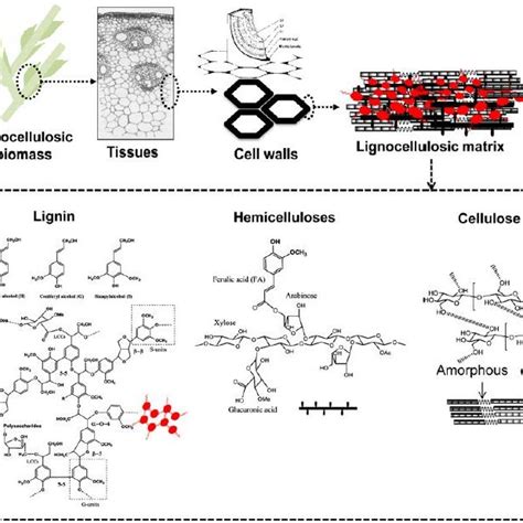 3 Composition And Structure Of Hemicelluloses Barakat Et Al 2013 Download Scientific Diagram