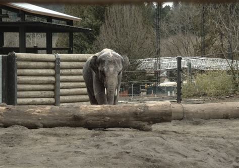 Qed Lab Inc On Linkedin Yesterday Was The Annual “squishing Of The Squash” At The Oregon Zoo The