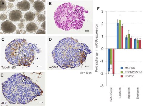 Eb Formation And Expression Of Three Germ Layer Markers A Ebs Of Download Scientific Diagram
