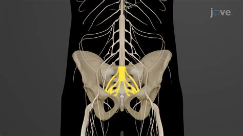 Plexus Ii In Spinal Nerves Anatomy And Physiology Video