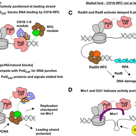 model showing how elg1 promotes recombination at a blocked replication