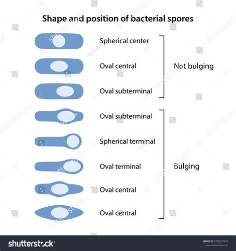 Types Of Bacterial Spores
