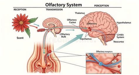 Diagram Illustrating The Olfactory System And Its Pathway Stock
