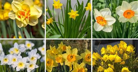 10 Different Types Of Daffodils