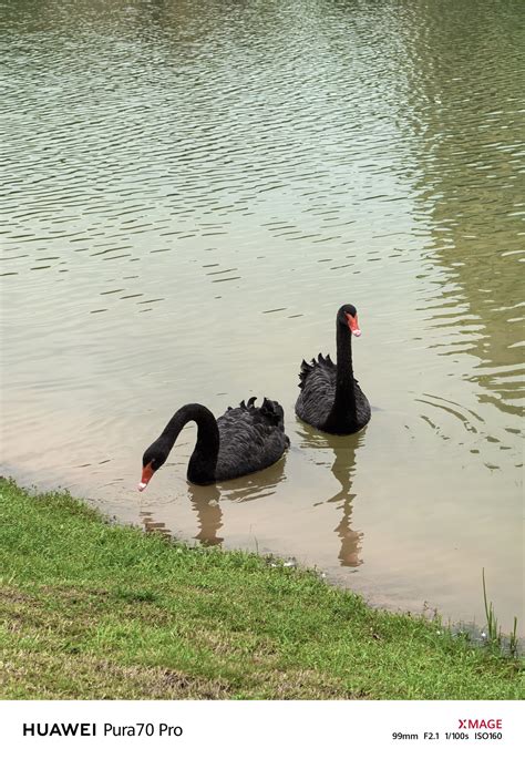 Huawei Pura Pro Review The Camera King Bounces Back Gadgetmatch