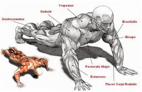 Biceps Push Ups