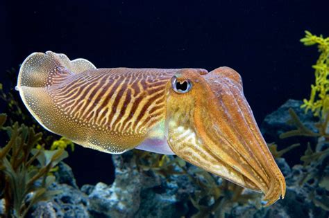 Us Marine Biologists Reveal Secrets Of Cuttlefish Scinews
