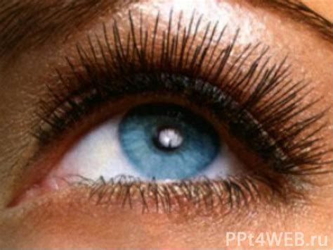 Презентация на тему Зрение человека скачать бесплатно презентации по Биологии