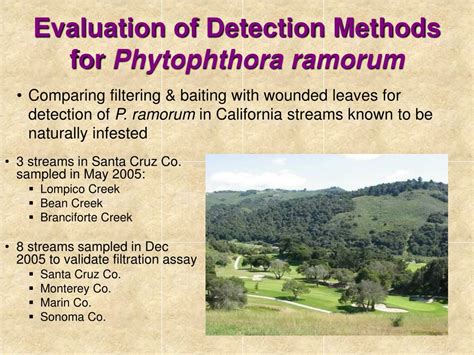 Ppt Detection Of Phytophthora Ramorum And Other Species In Streams Using Baiting And