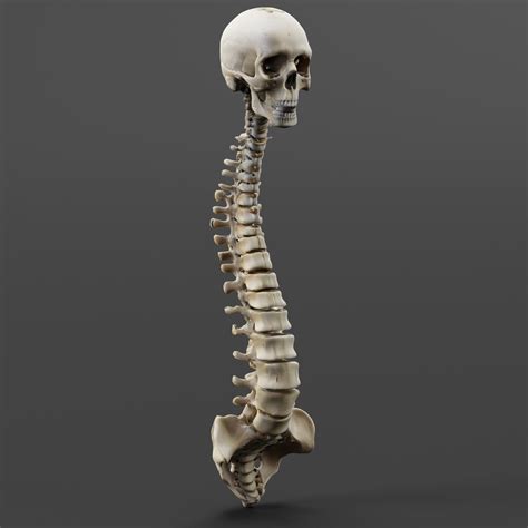 Stylized Human Spine And Skull Free Human Skeletons Models Blenderkit