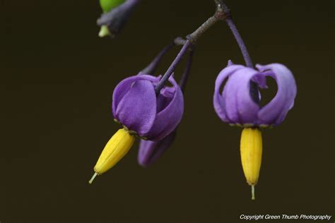 Pei Invasive Species Council Bittersweet Nightshade