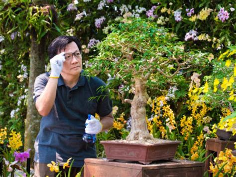 Mastering Liquid Bonsai Fertilizer A Quick And Easy Guide
