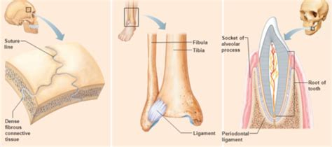 Joints Of The Body Flashcards Quizlet