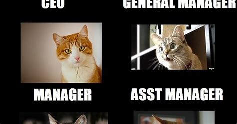 Cat Hierarchy Imgur