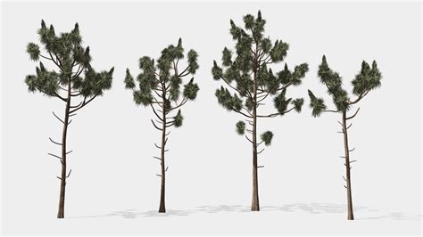 Longleaf Pine Young Trees Buy Royalty Free 3d Model By Oleksiyfoliage