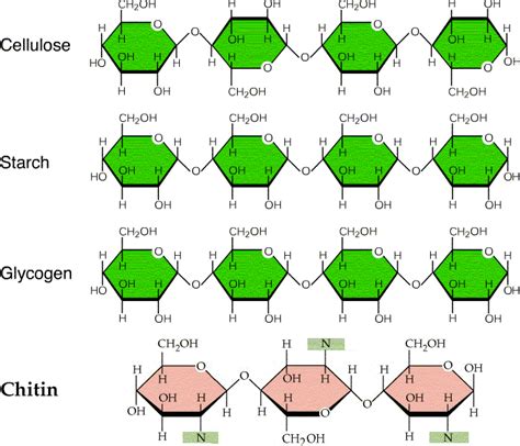 Polysaccharides What Are Polysaccharides And Its Classify Chemistry Review Chemistry Basics