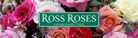 Growing In Pots Ross Roses