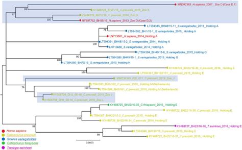 maximum likelihood ml phylogenetic tree of vsbv 1 based on complete