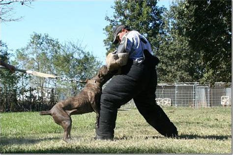 Ascs Elsa Pedigree