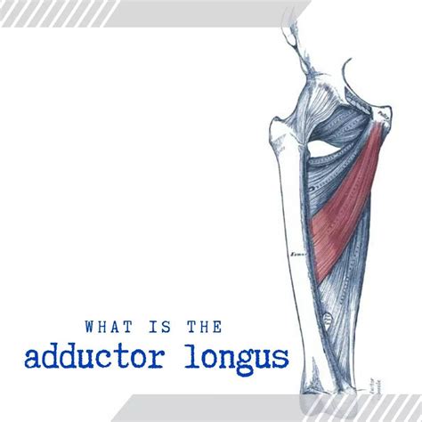 Adductor Longus National Personal Training Institute