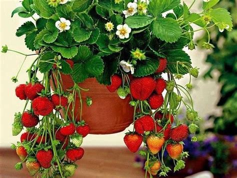 Як своїми руками виростити полуницю в горщику