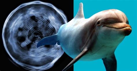 Science Shows Dolphins Communicate Holographically