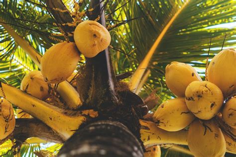 Different Types Of Coconuts Herval Co