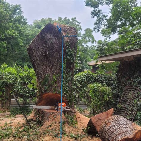 Three Brothers Tree Experts Tree Trimming