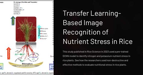 Transfer Learning Based Image Recognition Of Nutrient Stress In Rice