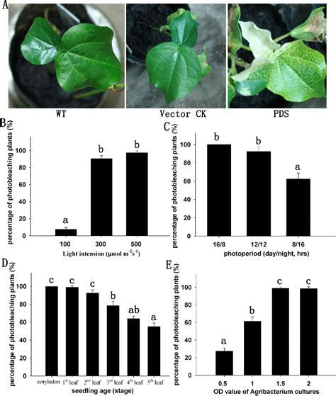 Figure 4 From Development Of Agrobacterium Mediated Virus Induced Gene