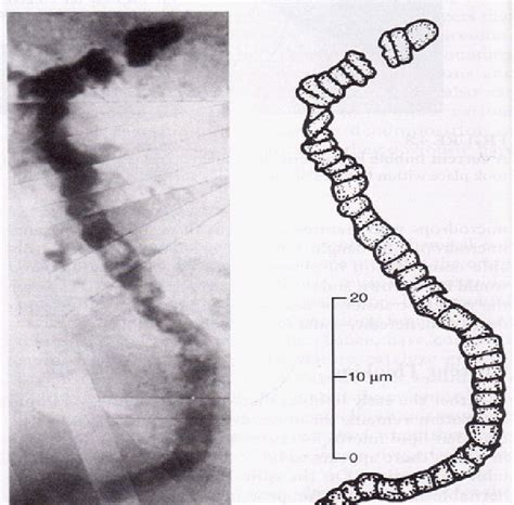 Oldest Microfossil Identified To Be A Prokaryote Another Class Of Download Scientific Diagram
