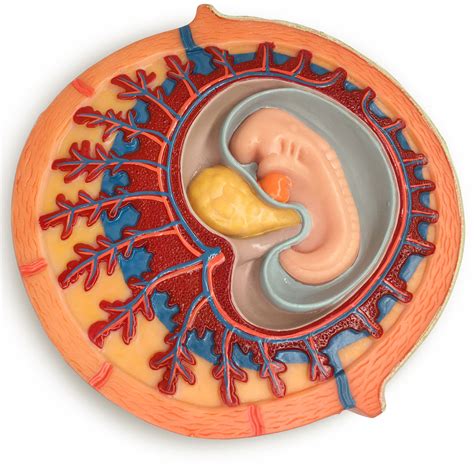 Human Embryonic Development