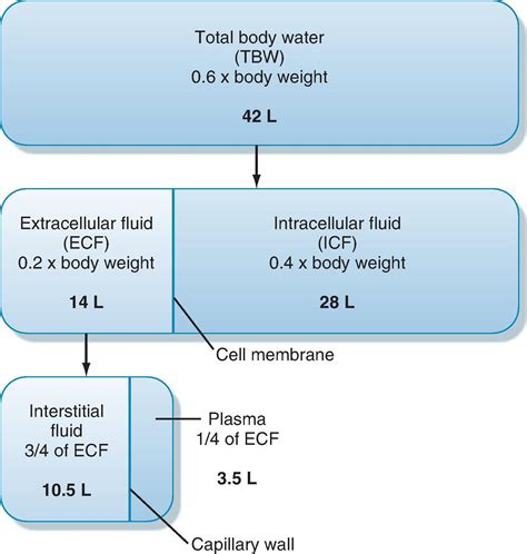 Homeostasis Volume And Composition Of Body Fluid Compartments