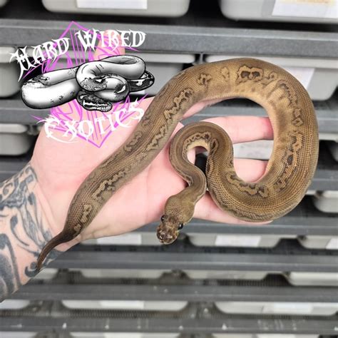 No Reserve Onyx Clown Pos Het Pied Ball Python By Hard Wired Exotics