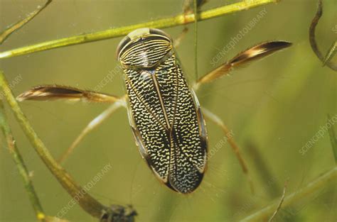 Water Boatman Stock Image Z285 0197 Science Photo Library