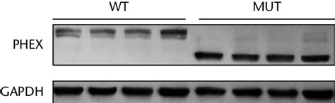 C A The Wild Type Wt And Mutant Mut Phosphate Regulating Neutral
