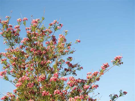 5 Varieties Of Desert Willow To Beautify Your Yard