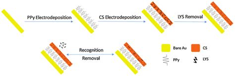 electrochemical impedimetric microsensor preparation steps for the